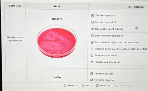 Solved Interpretations Of A Negative Staphylococcus