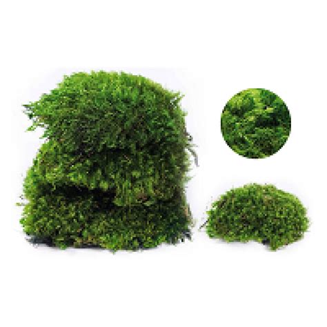 Provence Moss Preserved