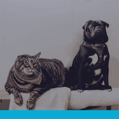 Overlay Slide Storykit