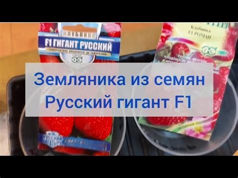 Крупноплодная ремонтантная земляника "Гигант русский F1" из семян (от ...