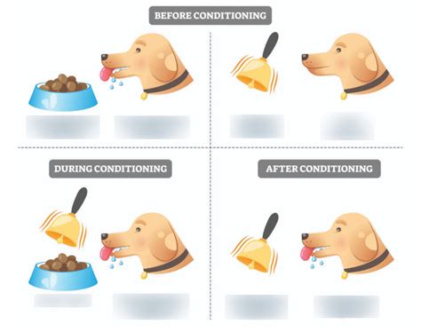 Diagram Of Classical Conditioning Quizlet