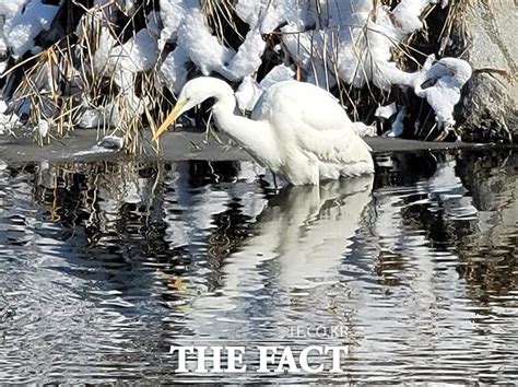 텃새화된 여름철새 중대백로의 힘겨운 겨울나기[tf사진관] 전국 기사 더팩트