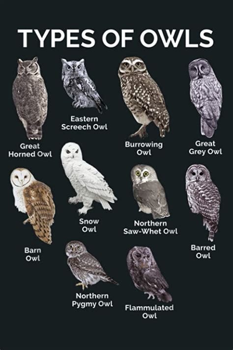 Owl Chart Types Of Owls On Black Background Different Owl Species