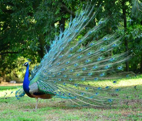 Peacock Feeding Best Guide For Beginners