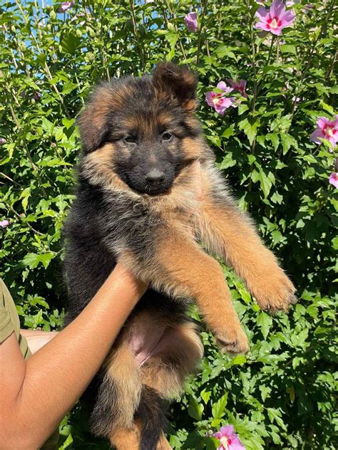 Німецька вівчарка довгошерста Дівчатка КСУ 22 000 грн Собаки Киев на Olx