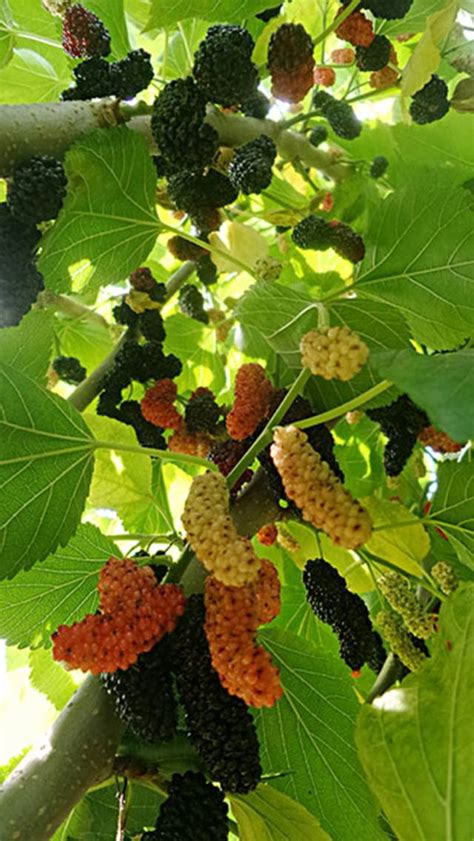 桑树的东方传奇 桑叶