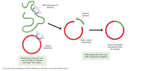 Plasmid Dna