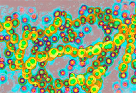 What Is Streptococcal Toxic Shock Syndrome And Why Is Japan Worried