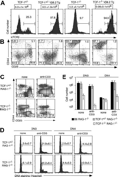 Thymocyte Development In Tcr ␤ Tg And Rag 1 ؊ ؊ Tcf 1deficient Download Scientific Diagram