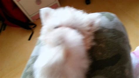 강아지 박수 Youtube