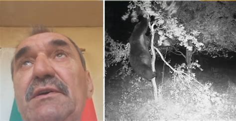 Гладна мечка опоска дървета и кошери в габровско село Информационна агенция ПИК