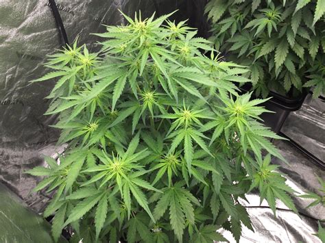 Dwc Or Rdwc Pros And Cons For Both Grow Support Ilgm Forum