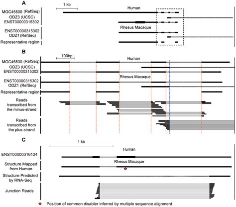 Strand Specific Rnaseq In Five Rhesus Tissues Reveals Clear Transcript