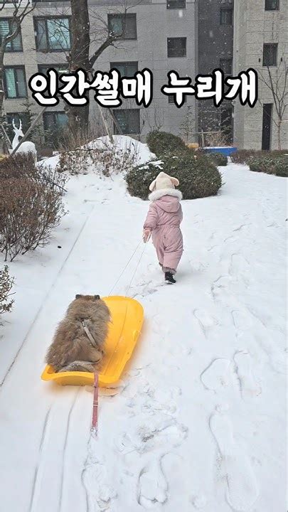 작은 인간 부려먹는 전직 썰매개 아기와강아지 Youtube