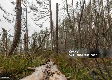 늪지대 의 해안 홍수 숲 지역 늪의 해안에 다양한 오래되고 썩은 나무와 나뭇가지 늪 0명에 대한 스톡 사진 및 기타 이미지 0명 기상 이변 나무 Istock