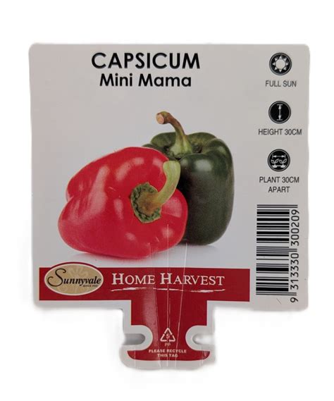 Capsicum Mini Mama Guildford Garden Centre