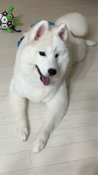 사모예드 두부💟 Youtube