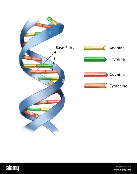 Double Stranded Dna Molecule Diagram Labeled 176058 Bestpixtajphpdo