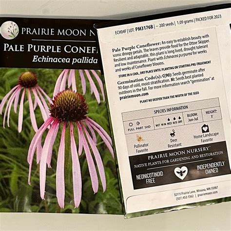 Seed Pack Pale Purple Coneflower Echinacea Pallida Native Plants Unlimited Llc