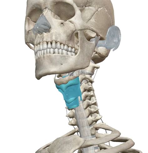 EXSC Lab Week Exam Flashcards Quizlet