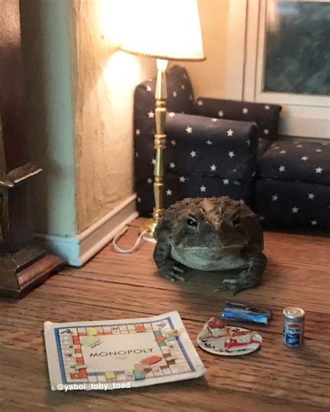 The Life Of Toby The Toad 30 Pics