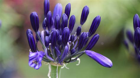 Agapanthus Black Pantha ® Evergreen Agapanthuskwekerij