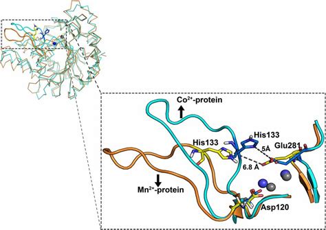 Difference In The Catalytic Loop Positioning The Left Panel Depicts
