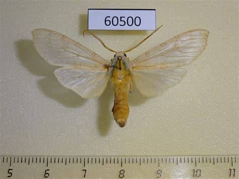 Arctiidae Halysidota Tessellaris Canada Fareastinsects