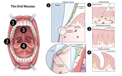 Buccal Mucosa