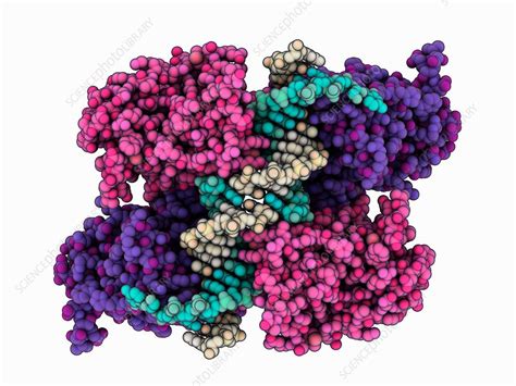 P53 Tetramer Complexed With Dna Stock Image C035 8255 Science Photo Library