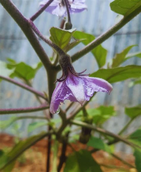How To Harvest An Eggplant A Step By Step Guide For Optimal Yield