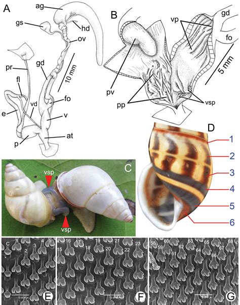 Genitalia Mating Pairs Shell Banding Formula And Radula Morphology Download Scientific