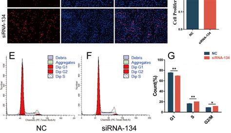 Effects Of Lap3 Knockdown On Embryonic Myoblasts Proliferation A Download Scientific Diagram