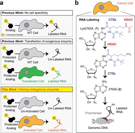 Labeled Rna Model
