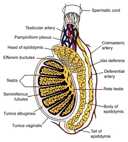 Gross Anatomy Reproduction Week 10 Flashcards Quizlet