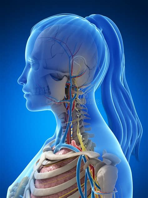 Female Anatomy Mammary Glands Stock Illustration Illustration Of Healthy Lung 15436796