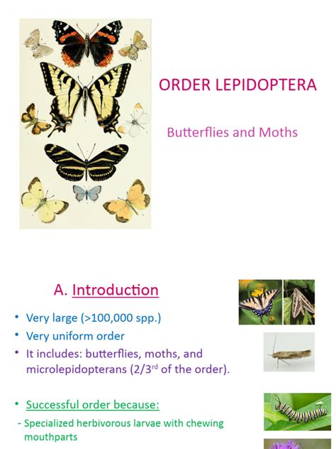 Biol 286 Lecture 25 Order Lepidoptera New With Annotations Pdf