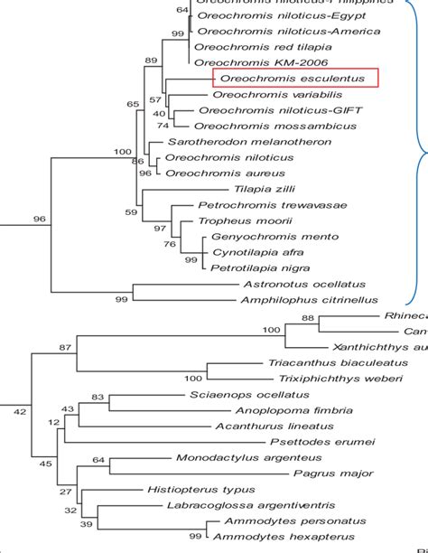 A Maximum Likelihood Ml Tree Constructed By Mega V5 Tamura Et Al Download Scientific
