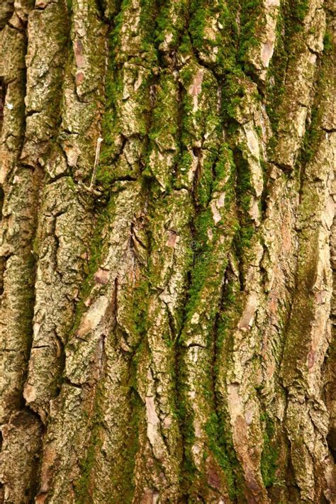 The Bark On The Tree Is A Wonderful Skin That Protects The Tree By External Factors Stock Photo