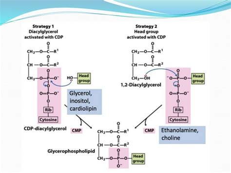 Biosynthesis Of Phospholipids Ppt Chemistry Science