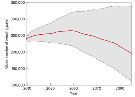 African Penguin Population Graph