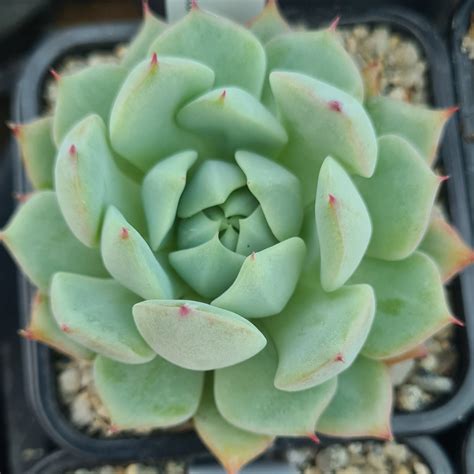 Echeveria Agavoides X Maria Cristina Coastal Succulents Cacti And Alpines