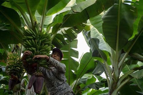 ကချင်ပြည်နယ်က တစ်ရှူးငှက်ပျော Bbc News မြန်မာ