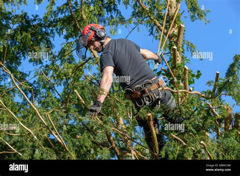 Tree Surgeon Yew Tree Hi Res Stock Photography And Images Alamy