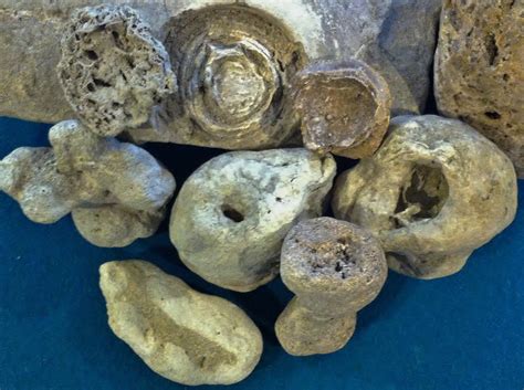 Texas Fossils Fossil ID The Fossil Forum