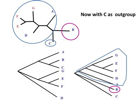 Ppt Lecture 22 Introduction To Phylogenetics Powerpoint Presentation Id 4623250