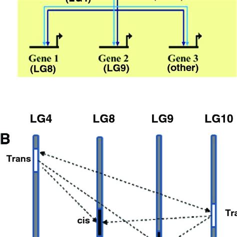 Gene And Map Based Models For The Putative Modes Of Action Of Eqtls And