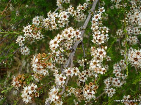 Leptospermum Scoparium Manuka X 10 Landscape Grade Orari Nursery Online