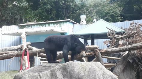 서울대공원 바위 위에서 냄새 맡는 말레이곰 꼬마 Youtube