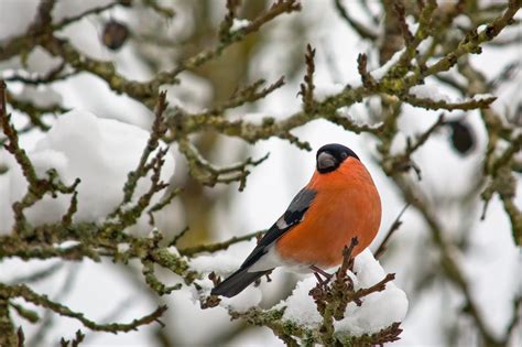 Free Images Tree Nature Branch Snow Winter Flower Wildlife